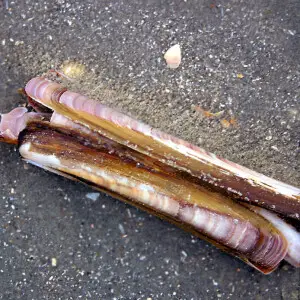 Atlantic jackknife clam - Facts, Diet, Habitat & Pictures on Animalia.bio