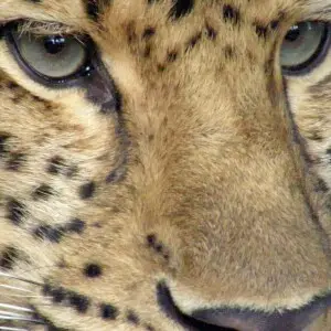 Amur leopard - Facts, Diet, Habitat & Pictures on Animalia.bio