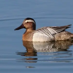 Garganey - Facts, Diet, Habitat & Pictures on Animalia.bio