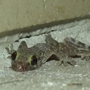Common House Gecko - Facts, Diet, Habitat & Pictures on Animalia.bio