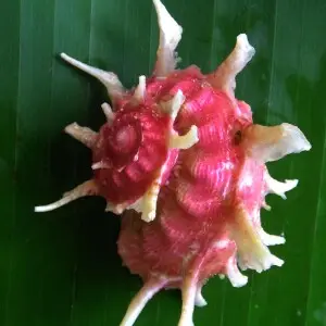 Angaria sphaerula - Fatti, dieta, habitat e immagini su Animalia.bio