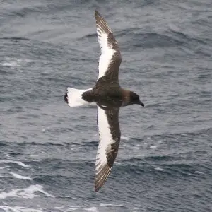 Antarctic petrel - Facts, Diet, Habitat & Pictures on Animalia.bio