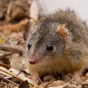 Yellow-footed antechinus - Facts, Diet, Habitat & Pictures on Animalia.bio