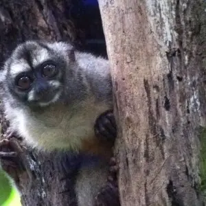 Gray-bellied night monkey - Facts, Diet, Habitat & Pictures on Animalia.bio
