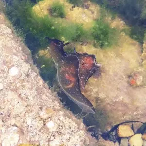 Aplysia punctata - Facts, Diet, Habitat & Pictures on Animalia.bio