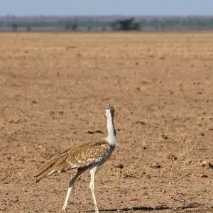 Arabian bustard - Facts, Diet, Habitat & Pictures on Animalia.bio