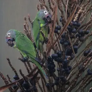 Dusky-headed parakeet - Facts, Diet, Habitat & Pictures on Animalia.bio