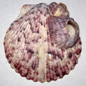 Argopecten gibbus - Facts, Diet, Habitat & Pictures on Animalia.bio