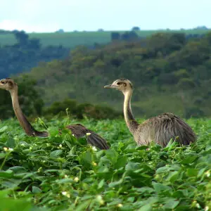 Greater rhea - Facts, Diet, Habitat & Pictures on Animalia.bio