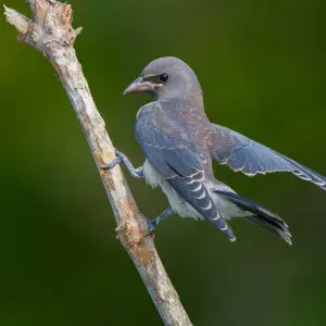 Ashy woodswallow - Facts, Diet, Habitat & Pictures on Animalia.bio