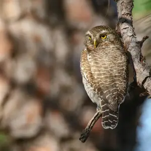 Asian barred owlet - Facts, Diet, Habitat & Pictures on Animalia.bio