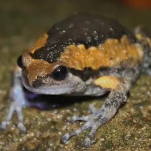 Banded bullfrog - Facts, Diet, Habitat & Pictures on Animalia.bio
