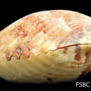 Argopecten gibbus - Facts, Diet, Habitat & Pictures on Animalia.bio