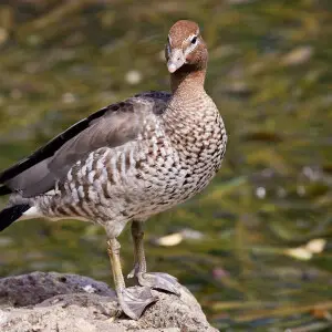 Australian wood duck - Facts, Diet, Habitat & Pictures on Animalia.bio