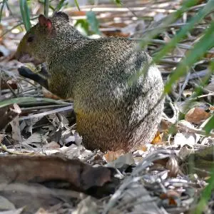 Azara's Agouti - Facts, Diet, Habitat & Pictures on Animalia.bio