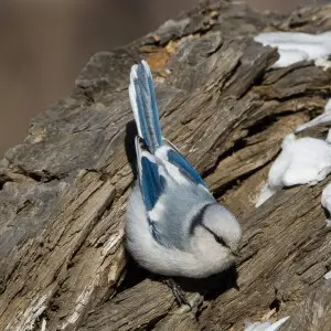 Azure tit - Facts, Diet, Habitat & Pictures on Animalia.bio