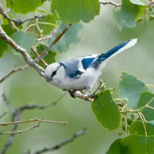 Azure tit - Facts, Diet, Habitat & Pictures on Animalia.bio