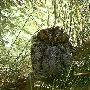 Flammulated Owl - Facts, Diet, Habitat & Pictures on Animalia.bio