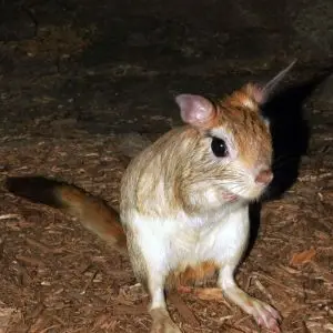 South African Springhare - Facts, Diet, Habitat & Pictures on Animalia.bio