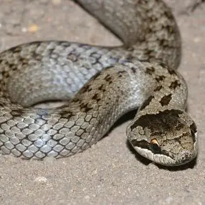Smooth Snake - Facts, Diet, Habitat & Pictures on Animalia.bio