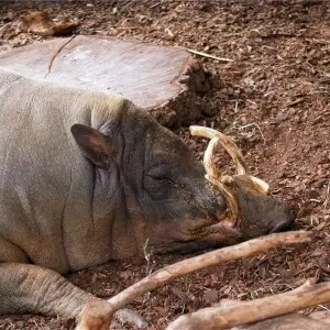 North Sulawesi babirusa - Facts, Diet, Habitat & Pictures on Animalia.bio