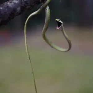 Rough Green Snake - Facts, Diet, Habitat & Pictures on Animalia.bio