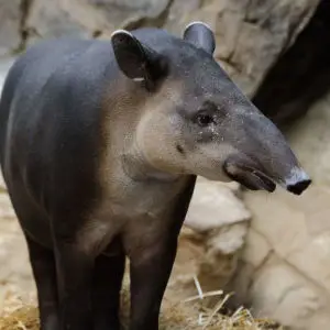 Baird's Tapir - Facts, Diet, Habitat & Pictures on Animalia.bio