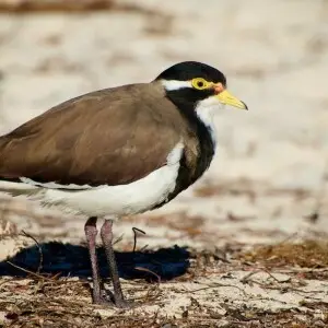 Banded lapwing - Facts, Diet, Habitat & Pictures on Animalia.bio