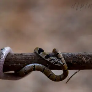 Banded kukri snake - Facts, Diet, Habitat & Pictures on Animalia.bio