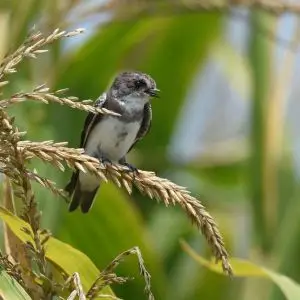 Sand Martin - Facts, Diet, Habitat & Pictures on Animalia.bio