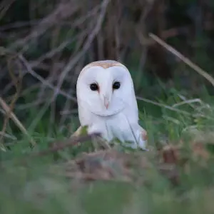 Barn Owl - Facts, Diet, Habitat & Pictures on Animalia.bio