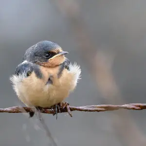 Barn Swallow - Facts, Diet, Habitat & Pictures on Animalia.bio