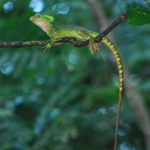 Basiliscus galeritus - Fakten, Ernährung, Lebensraum & Bilder auf ...