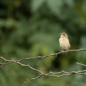 Baya weaver - Facts, Diet, Habitat & Pictures on Animalia.bio