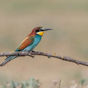 European bee-eater - Facts, Diet, Habitat & Pictures on Animalia.bio