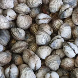 Common cockle - Facts, Diet, Habitat & Pictures on Animalia.bio