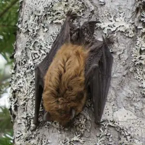 Big Brown Bat - Facts, Diet, Habitat & Pictures on Animalia.bio