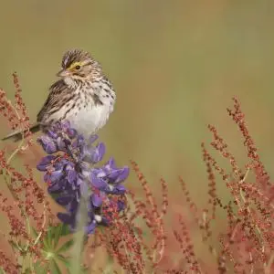 Savannah Sparrow - Facts, Diet, Habitat & Pictures on Animalia.bio