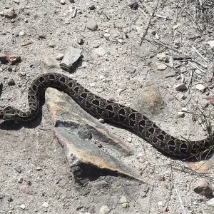 Berg adder - Facts, Diet, Habitat & Pictures on Animalia.bio