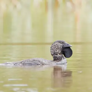 Musk duck - Facts, Diet, Habitat & Pictures on Animalia.bio