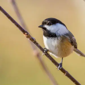 Black-Capped Chickadee - Facts, Diet, Habitat & Pictures on Animalia.bio