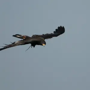 Black eagle - Facts, Diet, Habitat & Pictures on Animalia.bio