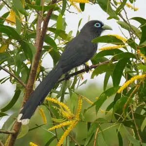 Phaenicophaeus viridirostris - факти, дієта, ареал і фотографії на ...