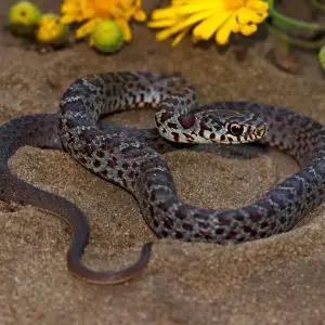 Eastern Racer - Facts, Diet, Habitat & Pictures on Animalia.bio