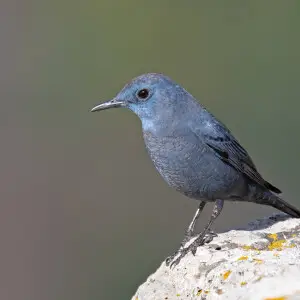Blue rock thrush - Facts, Diet, Habitat & Pictures on Animalia.bio