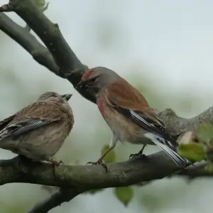 Common linnet - Facts, Diet, Habitat & Pictures on Animalia.bio