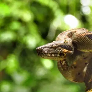 Northern Boa - Facts, Diet, Habitat & Pictures on Animalia.bio