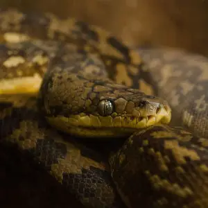 Boa Constrictor - Facts, Diet, Habitat & Pictures on Animalia.bio