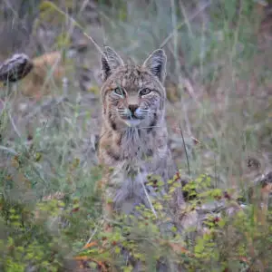Bobcat - Facts, Diet, Habitat & Pictures on Animalia.bio