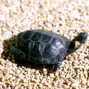 Bog Turtle - Facts, Diet, Habitat & Pictures on Animalia.bio